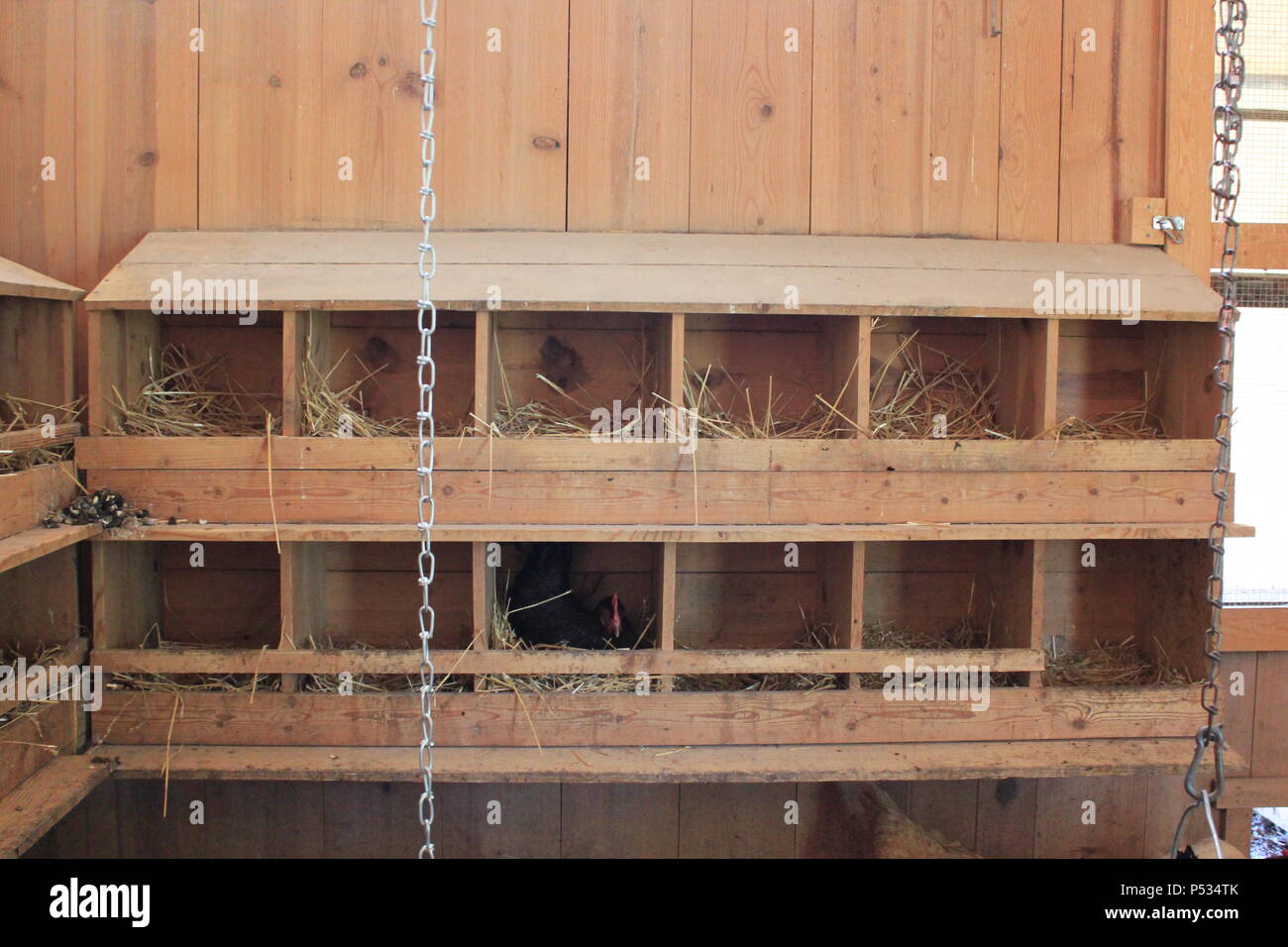 A chicken coop with lots of nesting areas for free range chickens Stock ...