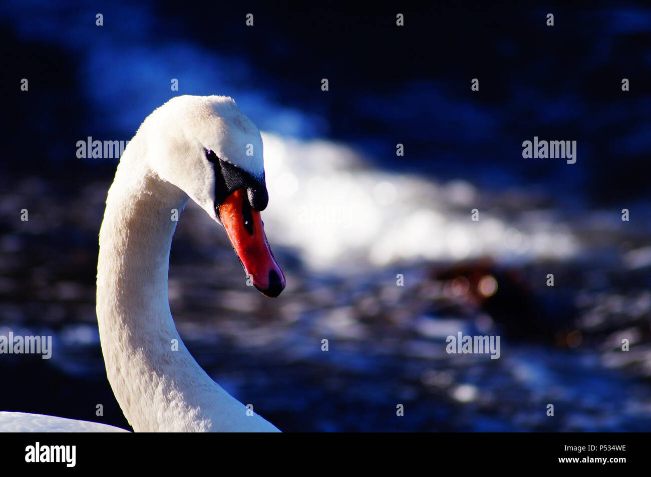 Swan looking around Stock Photo - Alamy