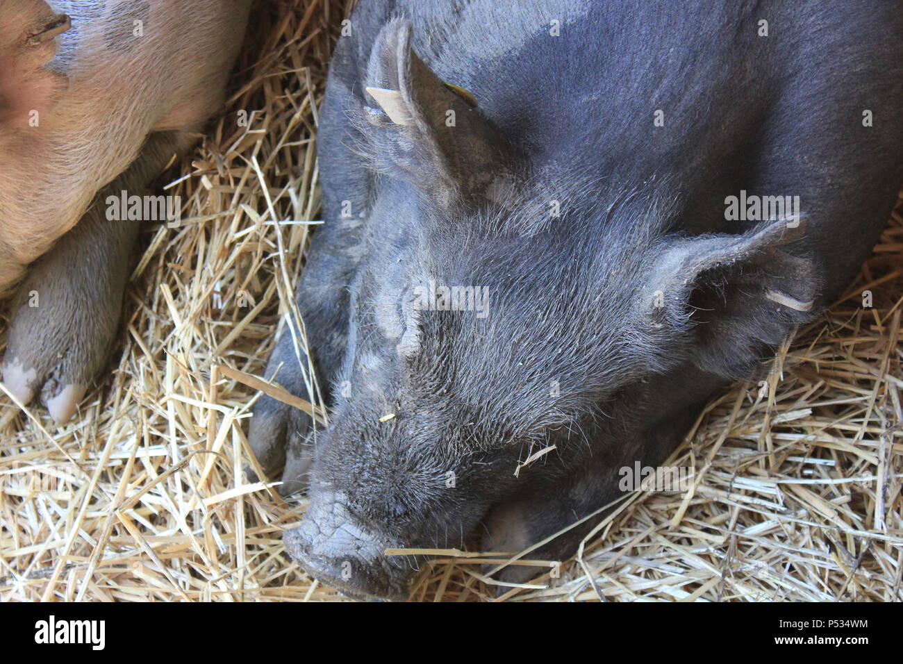 Pigs sleeping in the hay Stock Photo - Alamy