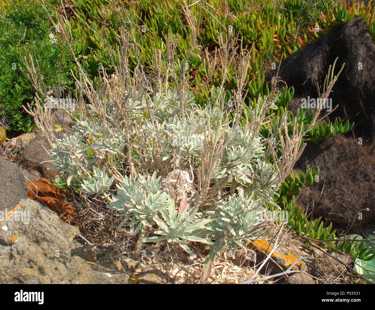 Sea stock matthiola sinuata hi-res stock photography and images - Alamy