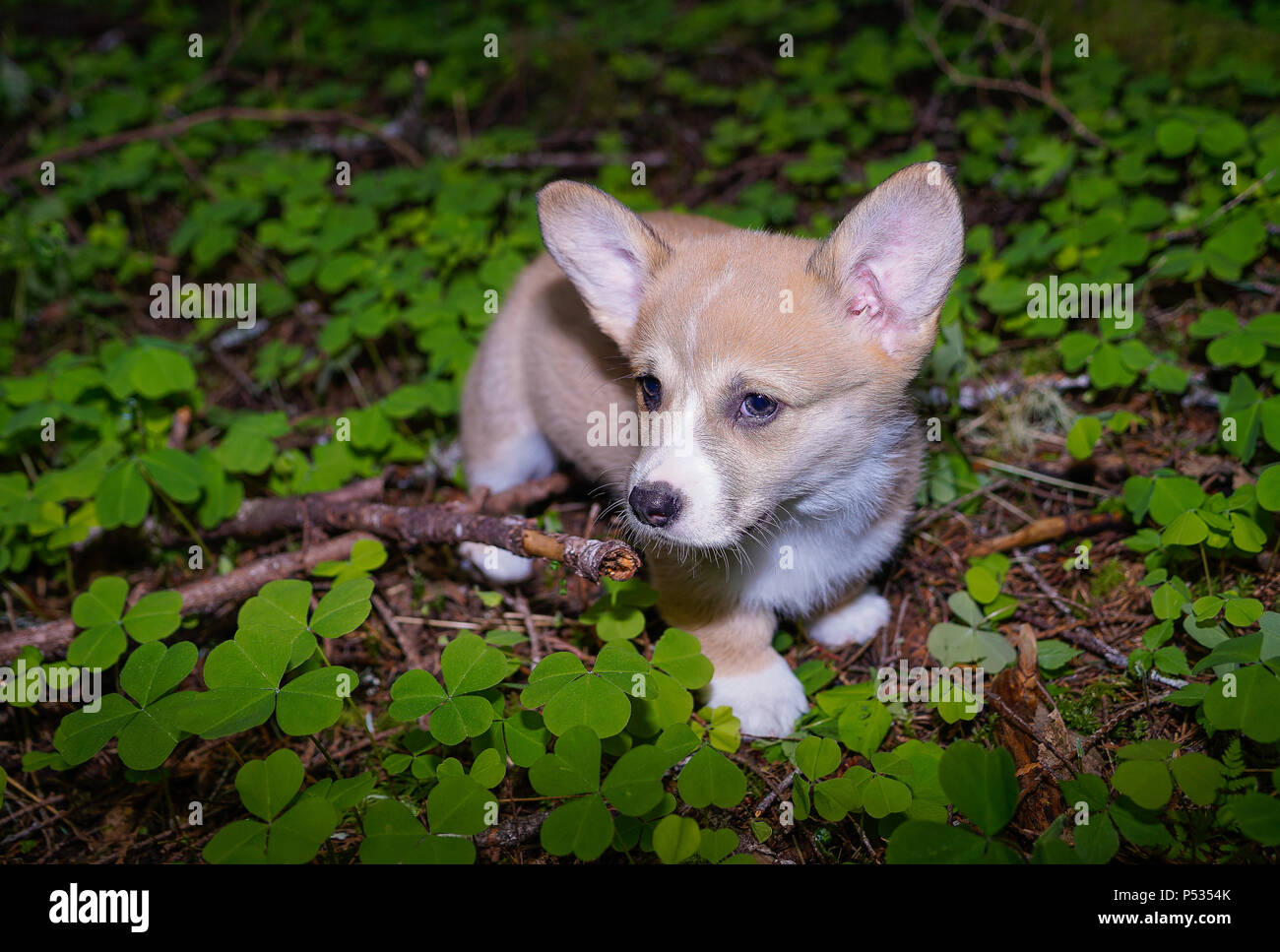 Welsh corgi pembroke portrait hi-res stock photography and images - Alamy