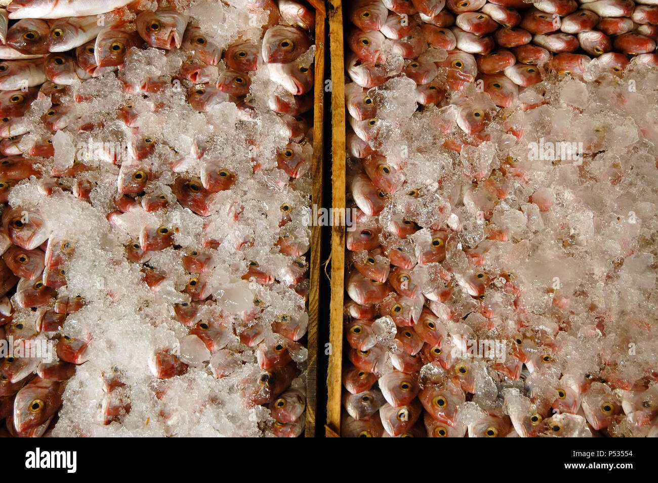 Fish in ice Stock Photo - Alamy