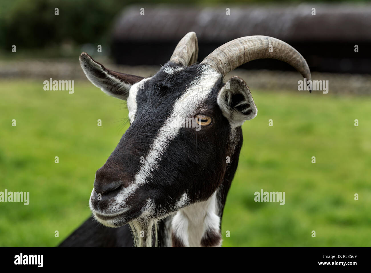 Goats face hi-res stock photography and images - Alamy