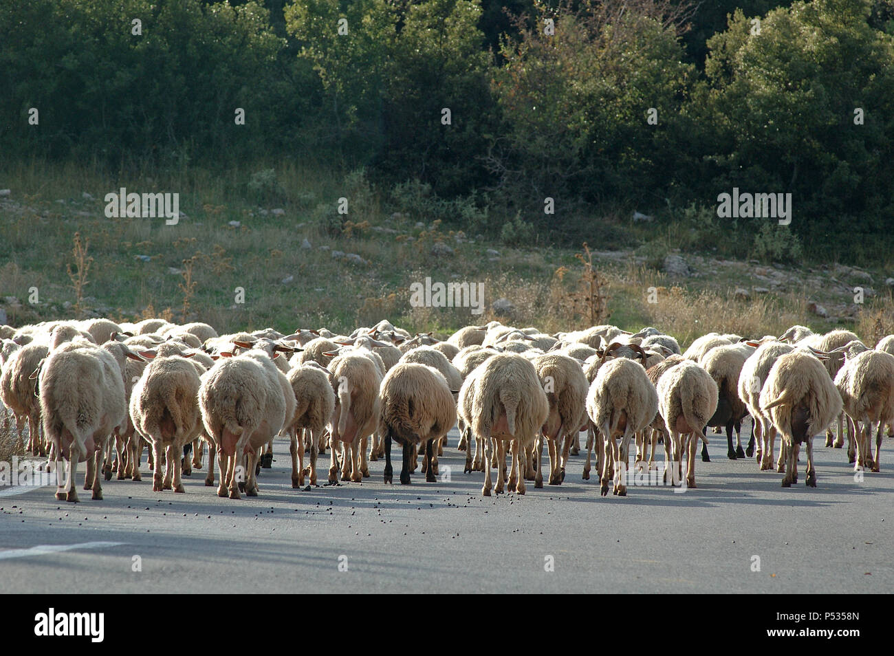 Sheep tail hi-res stock photography and images - Alamy