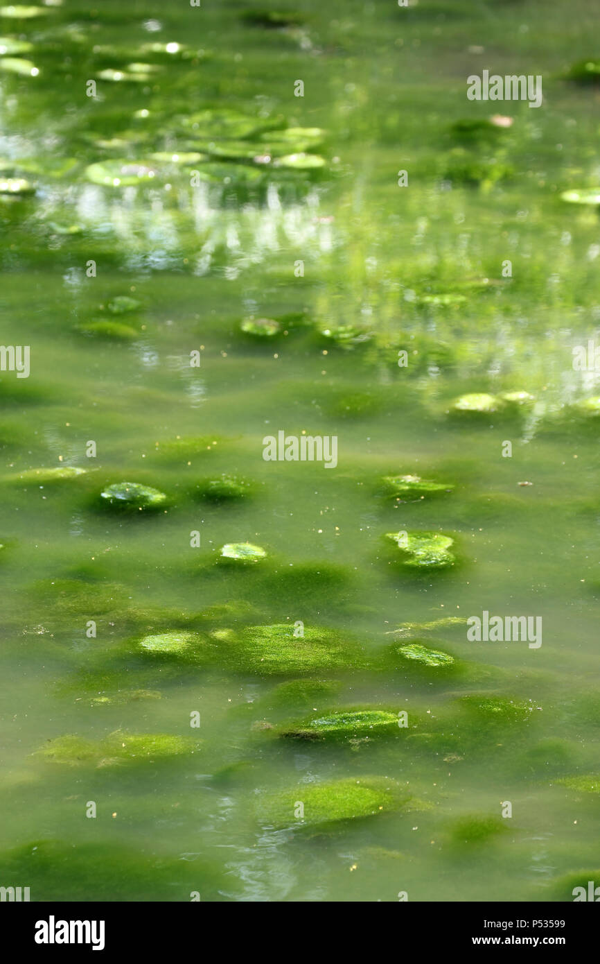 Hypertrophication hi-res stock photography and images - Alamy
