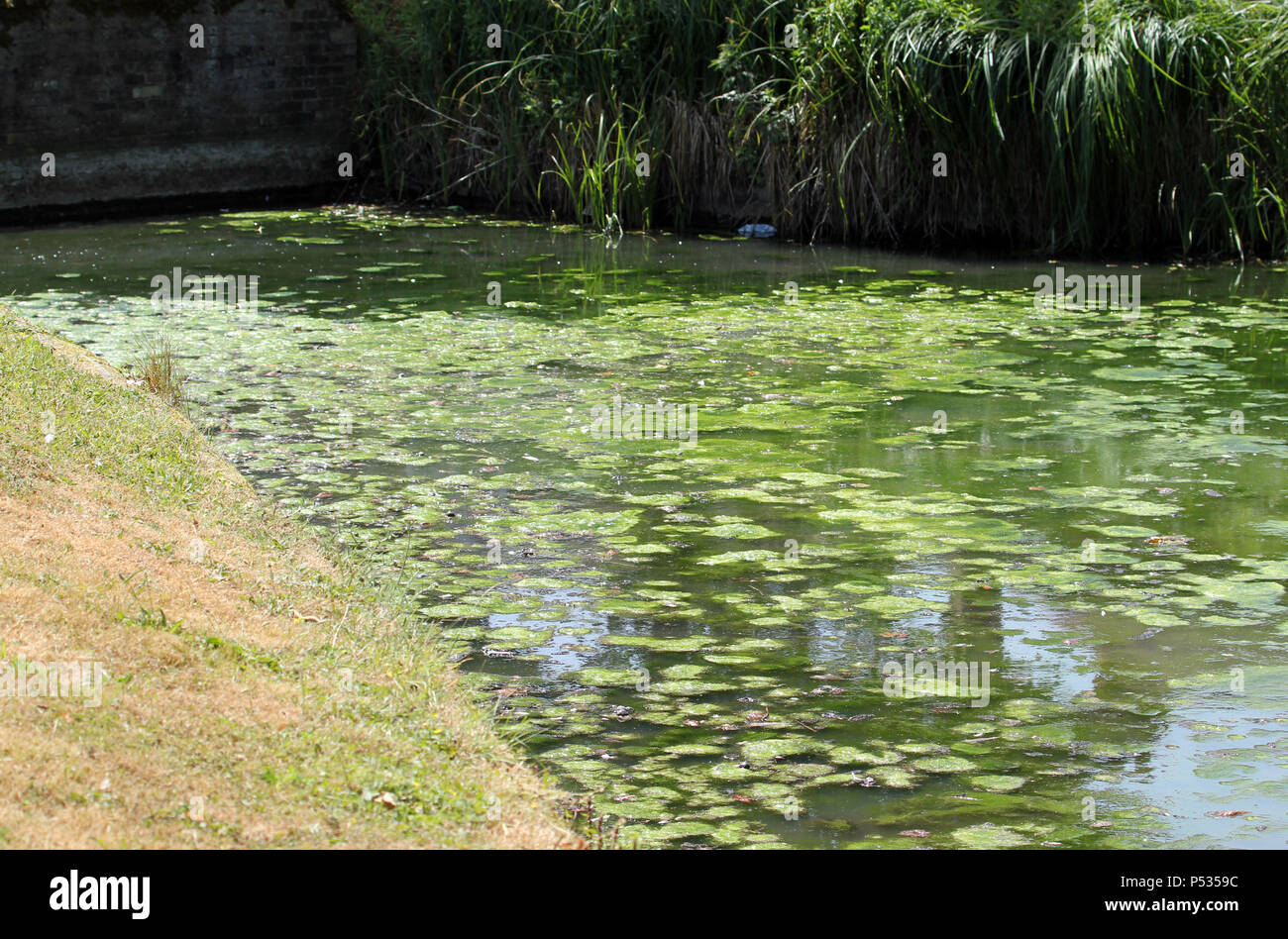 Eutrophication waters hi-res stock photography and images - Alamy