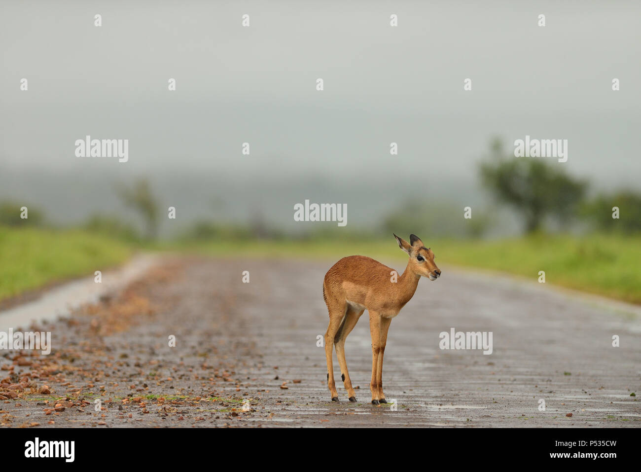 Baby impala on the road hi-res stock photography and images - Alamy