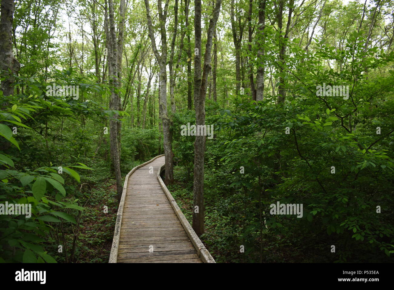 Woods boardwalk hi-res stock photography and images - Alamy
