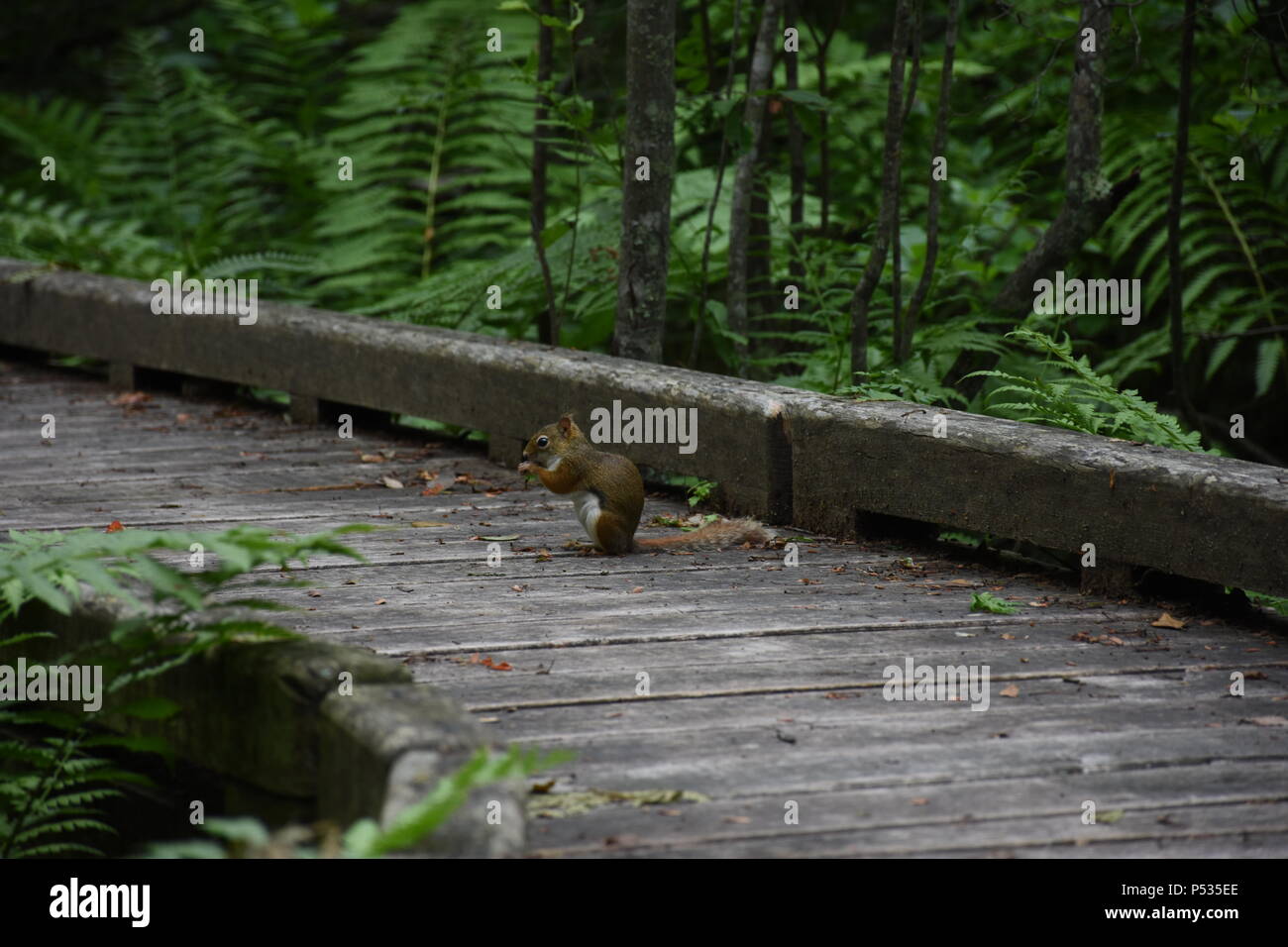 Brook trail hi-res stock photography and images - Alamy