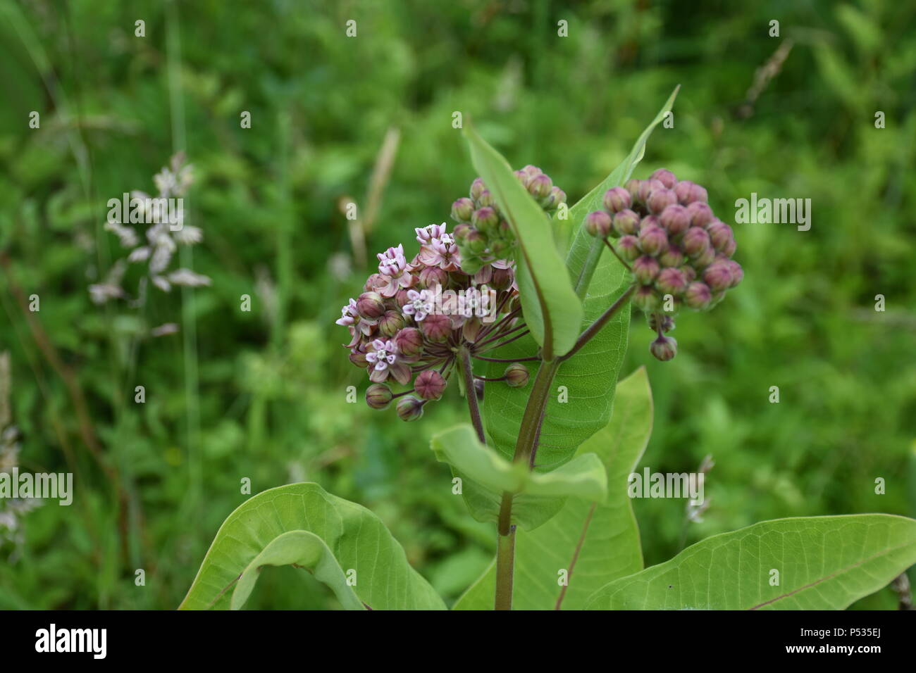 Budding plant hi-res stock photography and images - Alamy