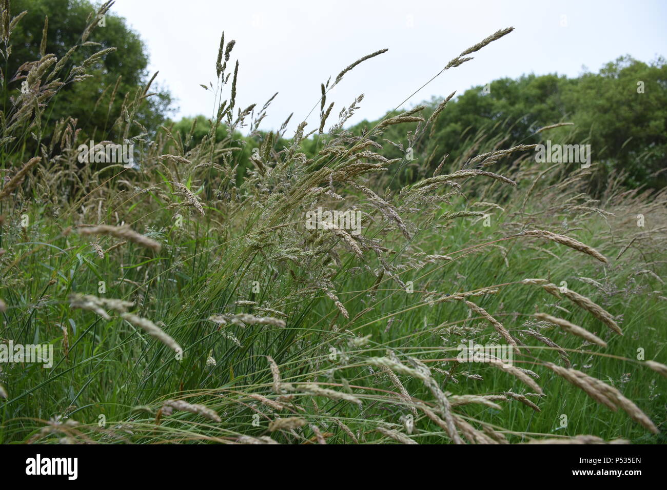 Brook trail hi-res stock photography and images - Alamy
