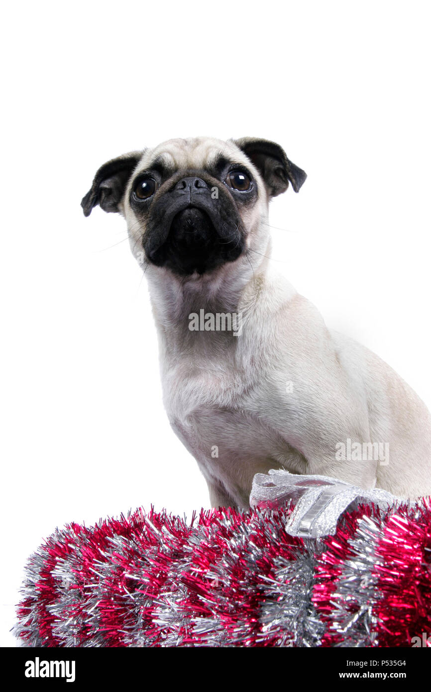 A little brown dog sits on top of a sparkly christmas wreath Stock ...