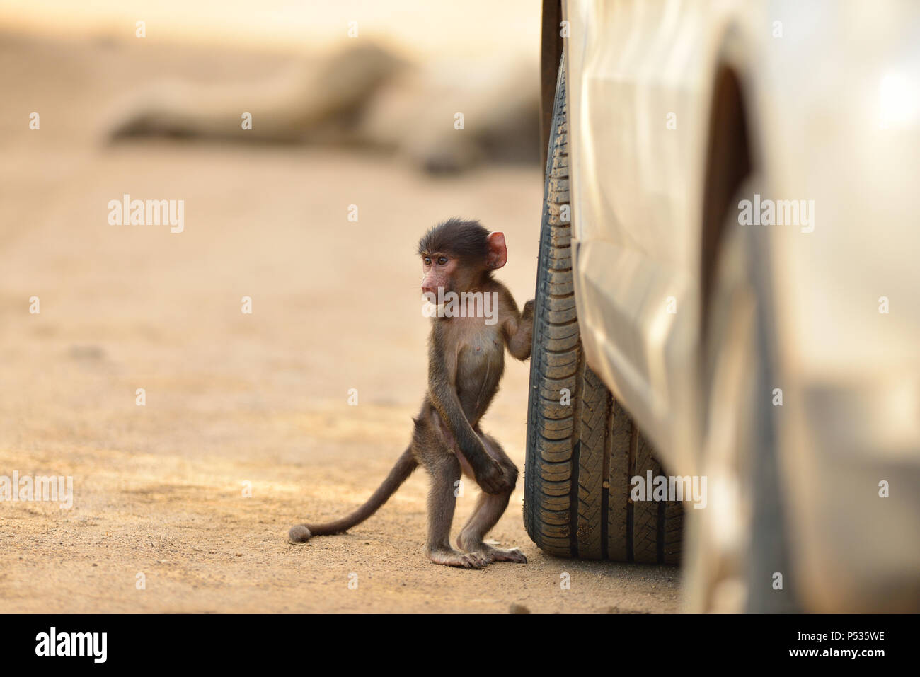 Baboon by car hi-res stock photography and images - Alamy