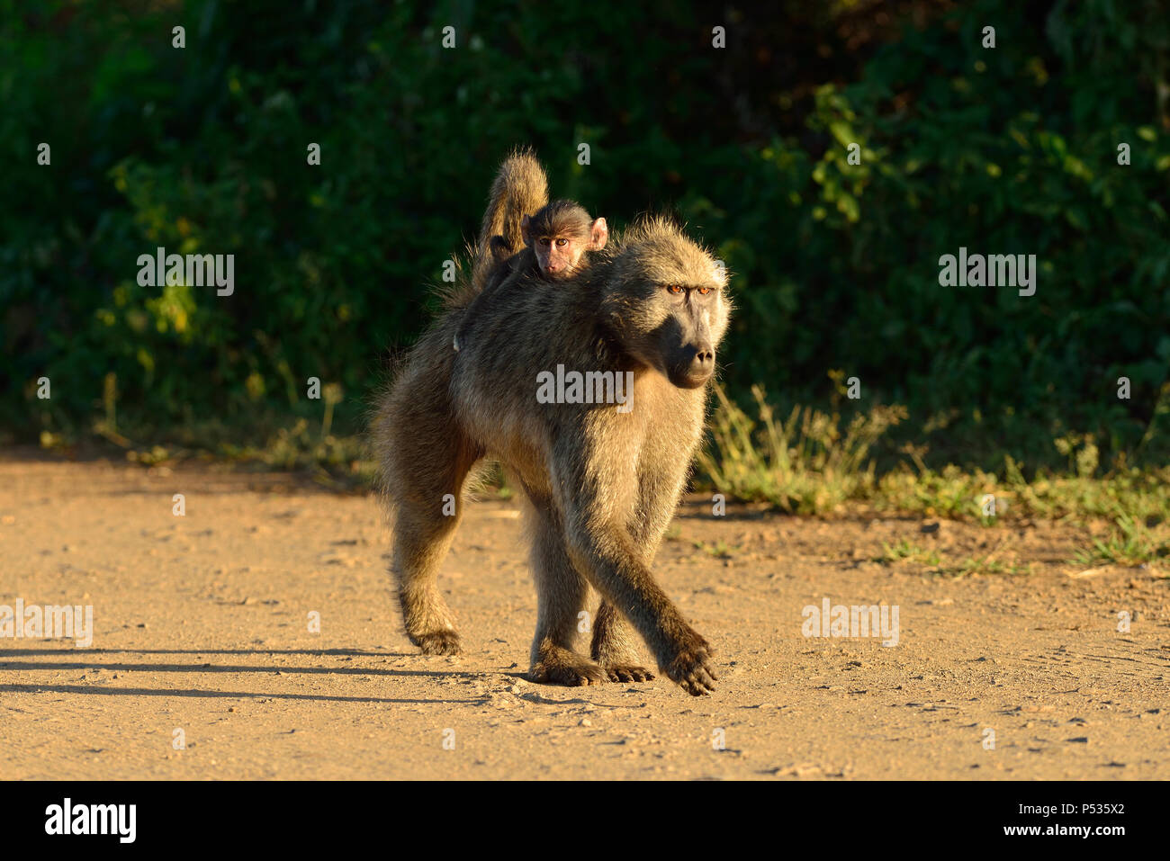 Baboon hugging mom hi-res stock photography and images - Alamy