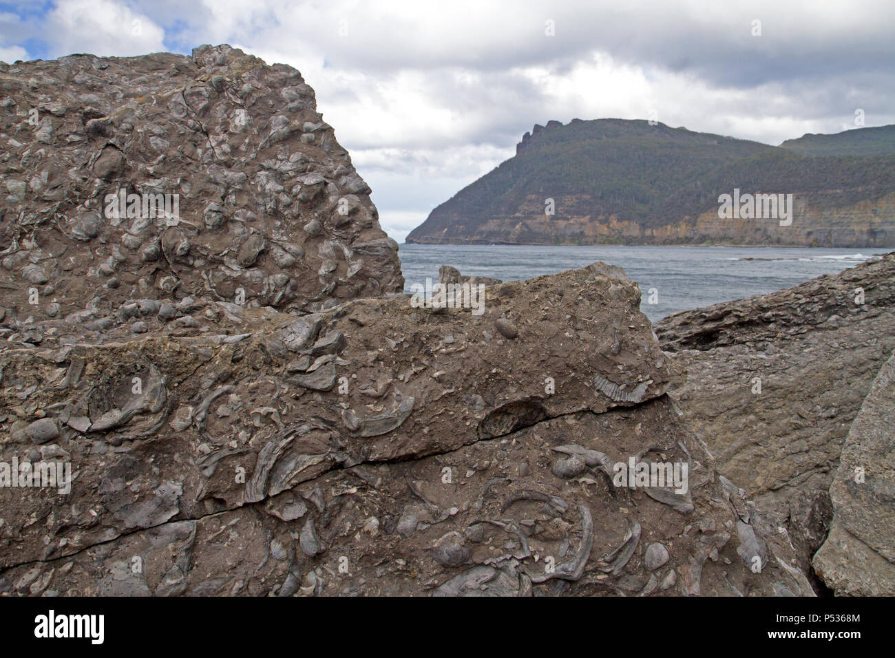 The Fossil Cliffs on Maria Island Stock Photo - Alamy