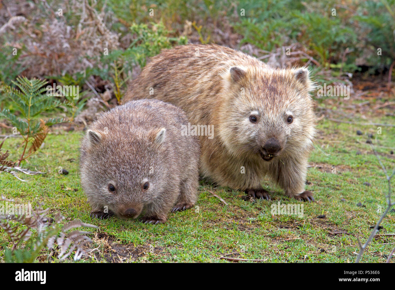 Wombat and joey on Maria Island Stock Photo - Alamy