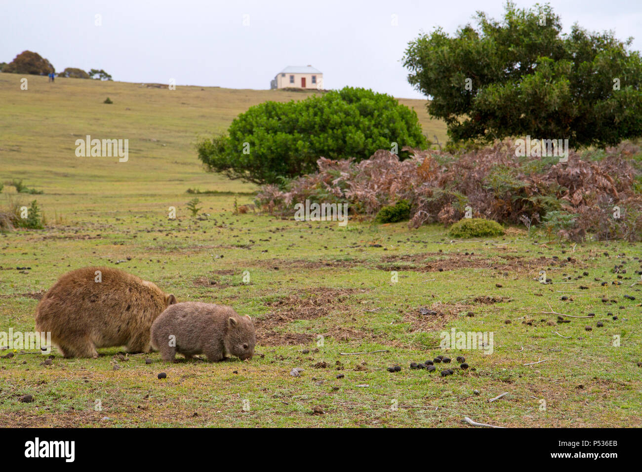 Wombat and joey on Maria Island Stock Photo - Alamy