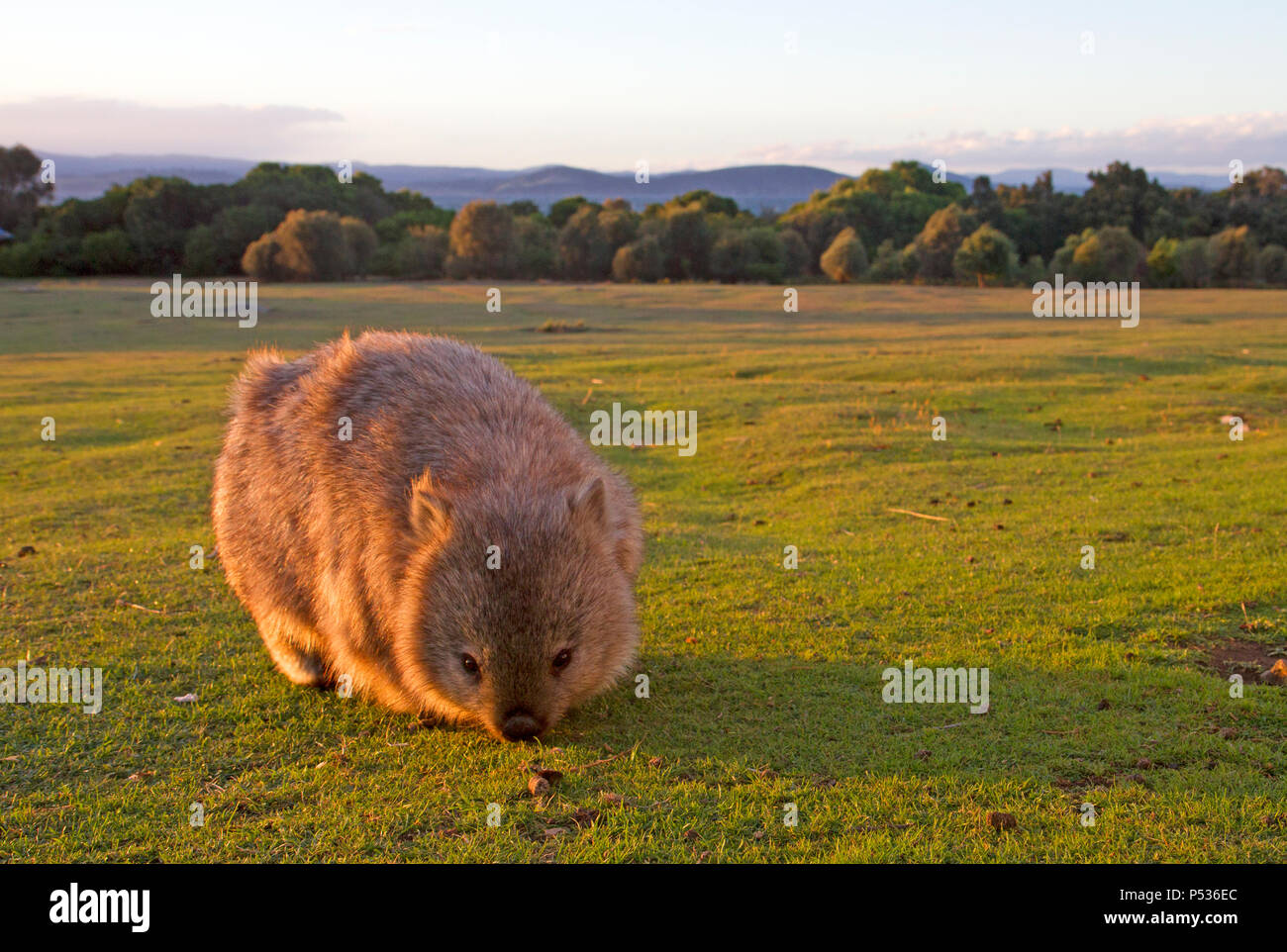 Wombat on Maria Island Stock Photo - Alamy