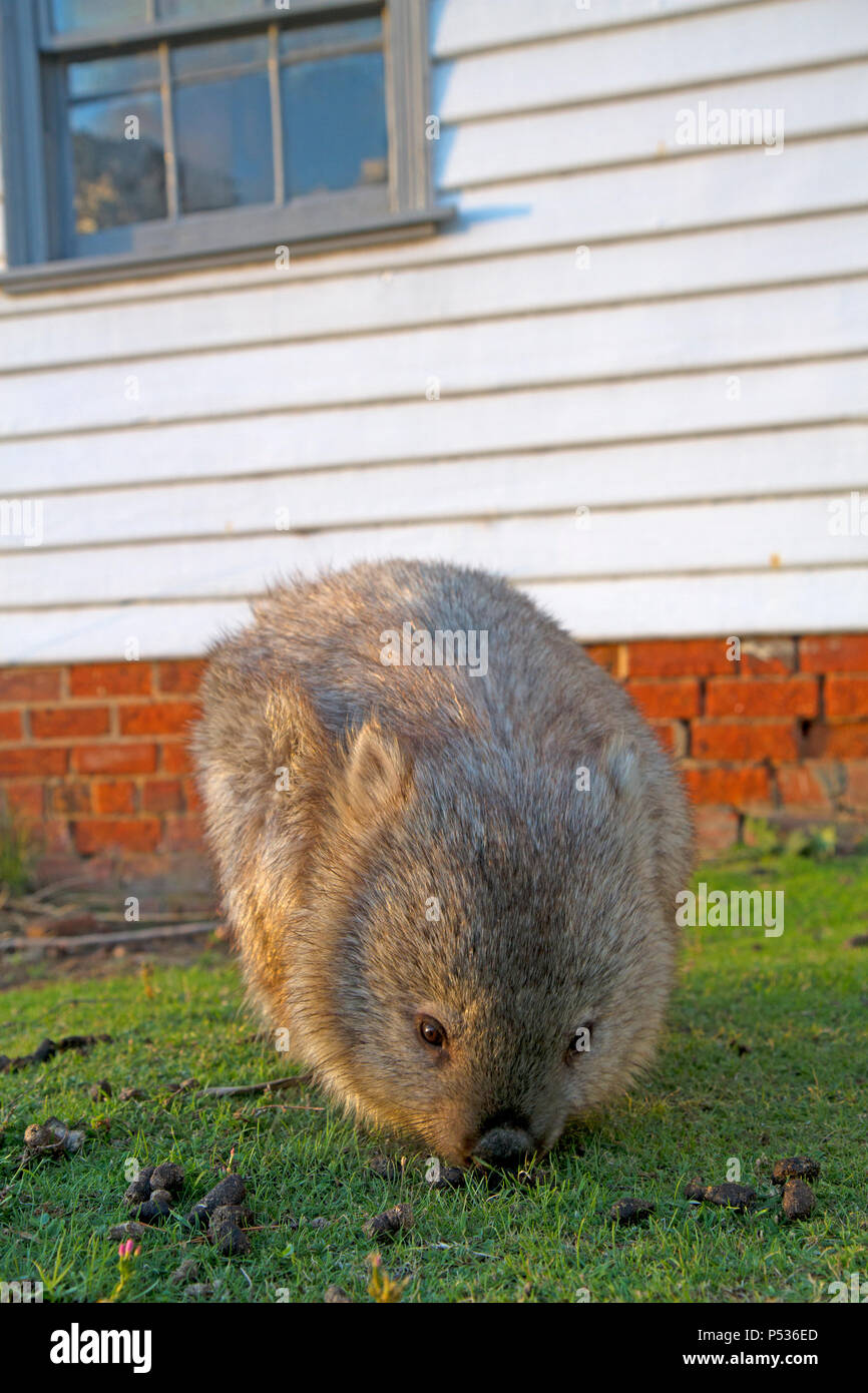 Maria island tasmania wildlife hi-res stock photography and images - Alamy