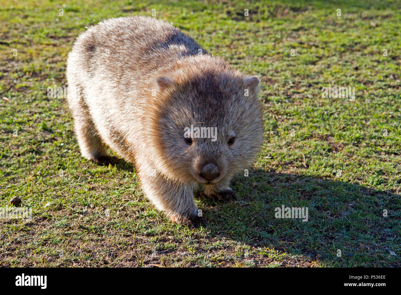 Wombat on Maria Island Stock Photo - Alamy