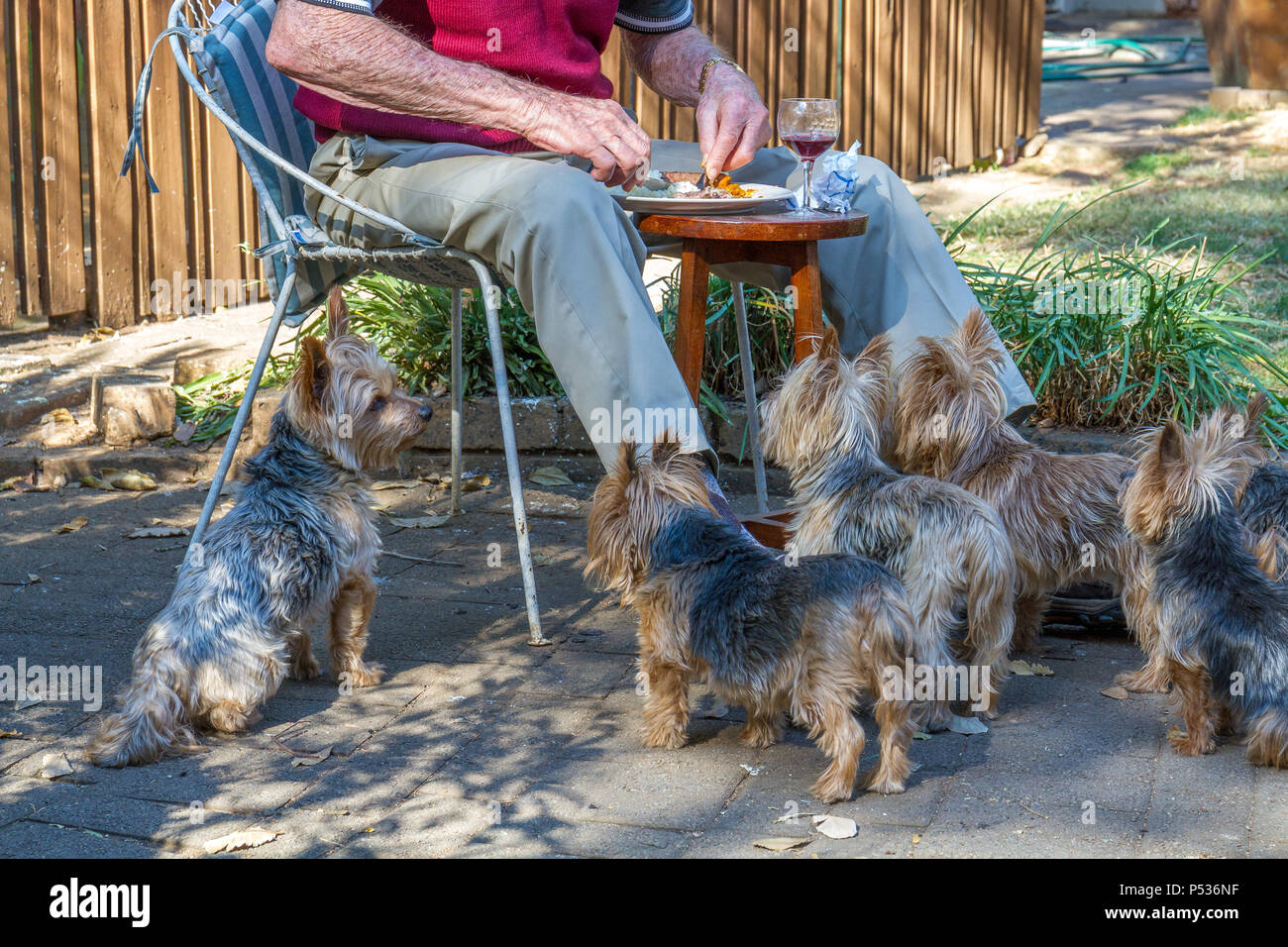 Small dogs waiting patiently for titbits of food to drop from the table ...
