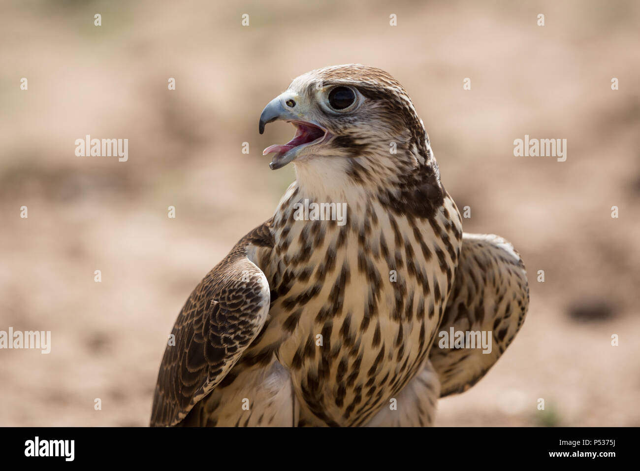 Gyr falcon x peregrine falcon hi-res stock photography and images - Alamy