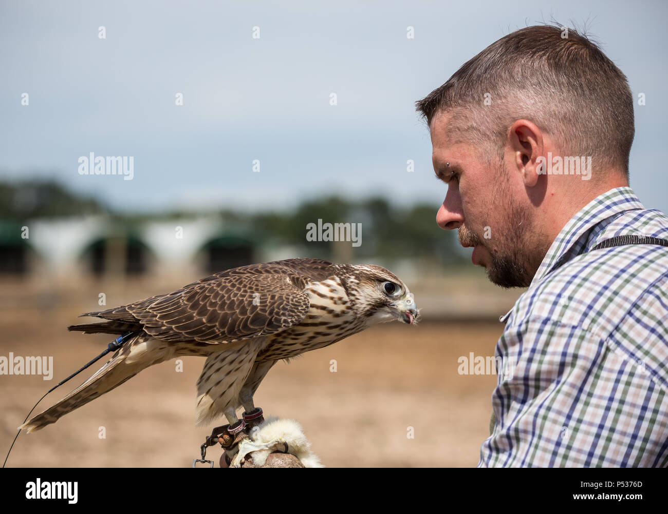 Falconer with his falcon Stock Photo - Alamy