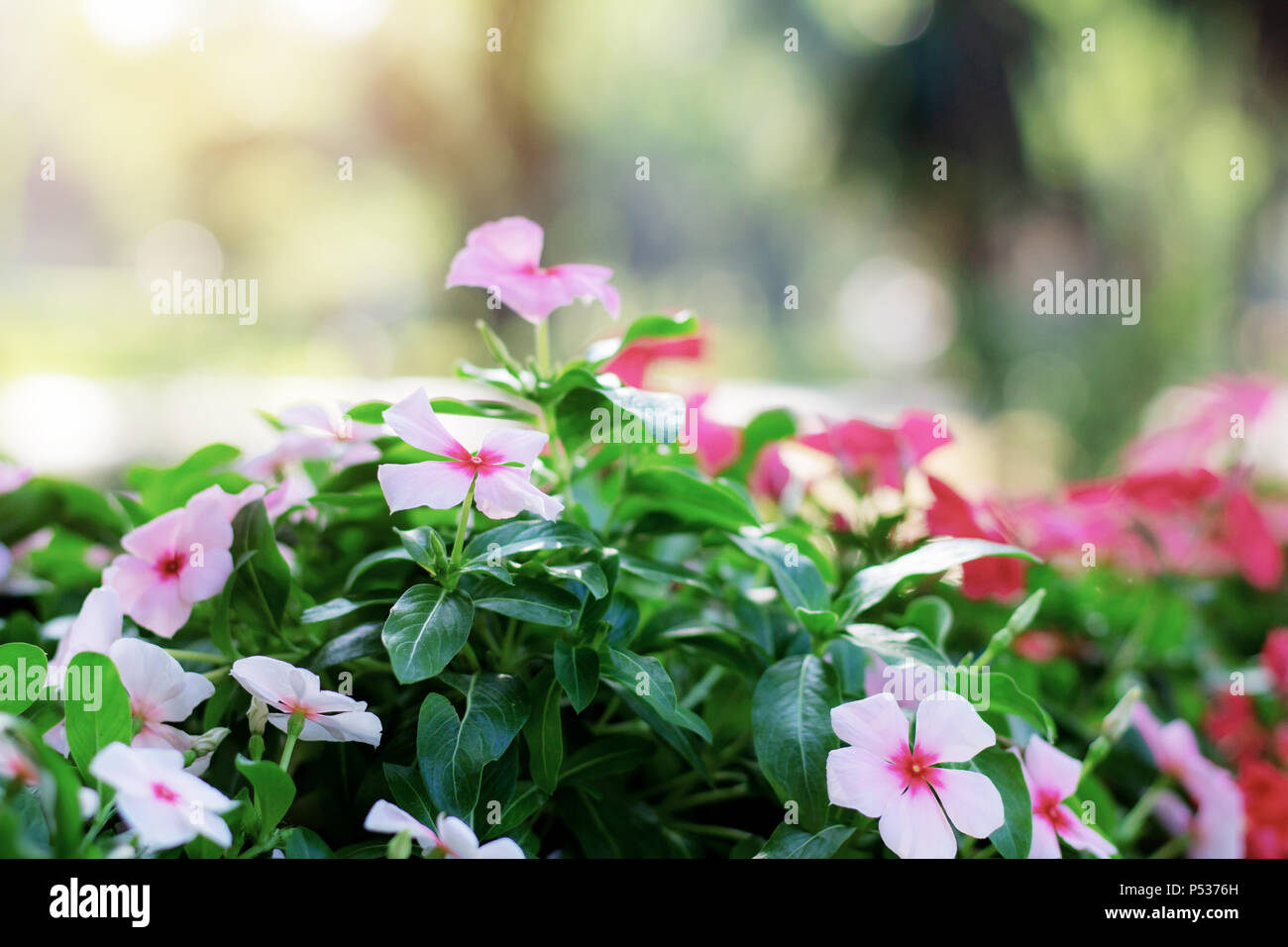 Beautiful of flower in garden with the sunlight Stock Photo - Alamy