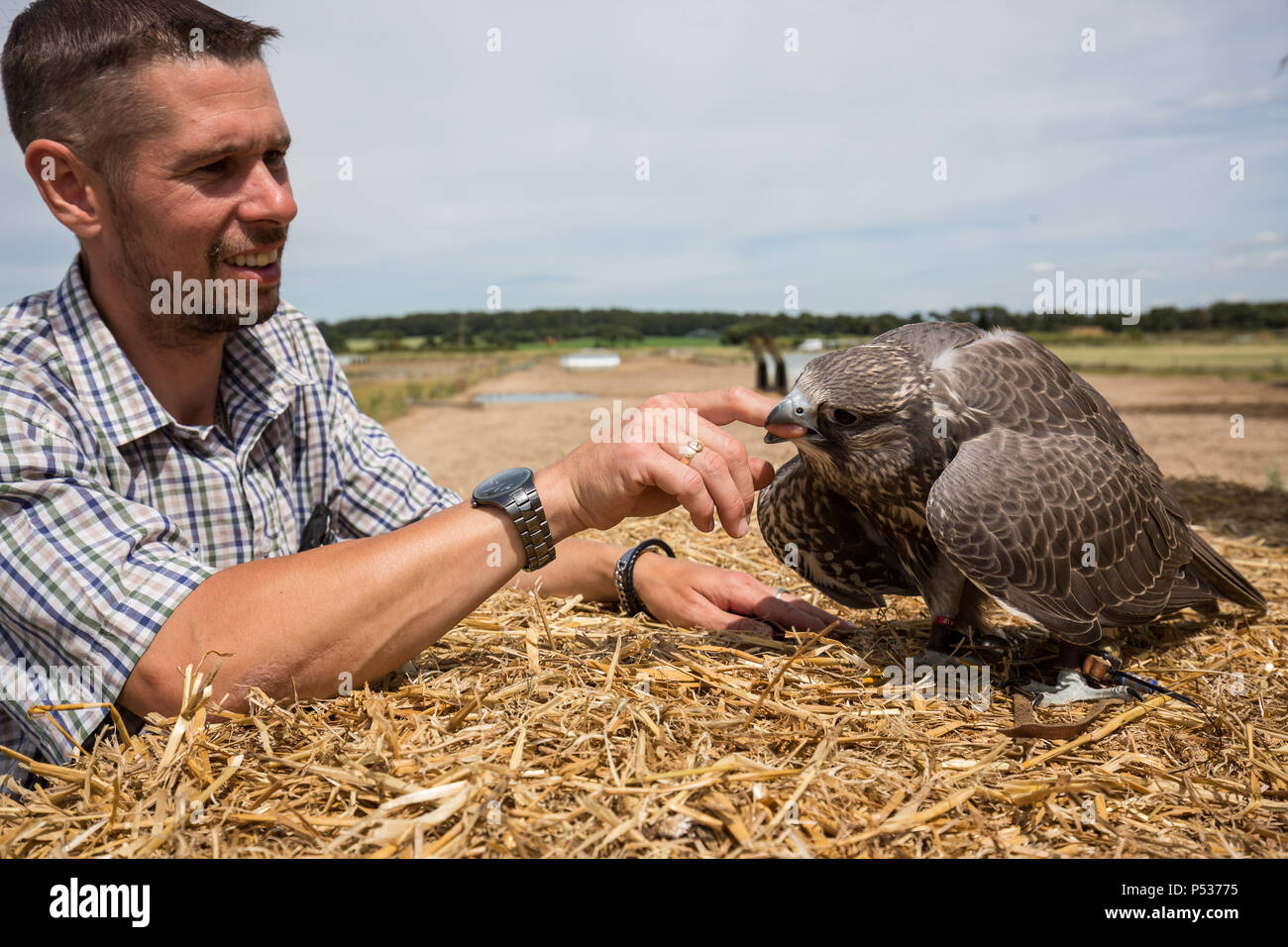 Falconer with his falcon Stock Photo - Alamy