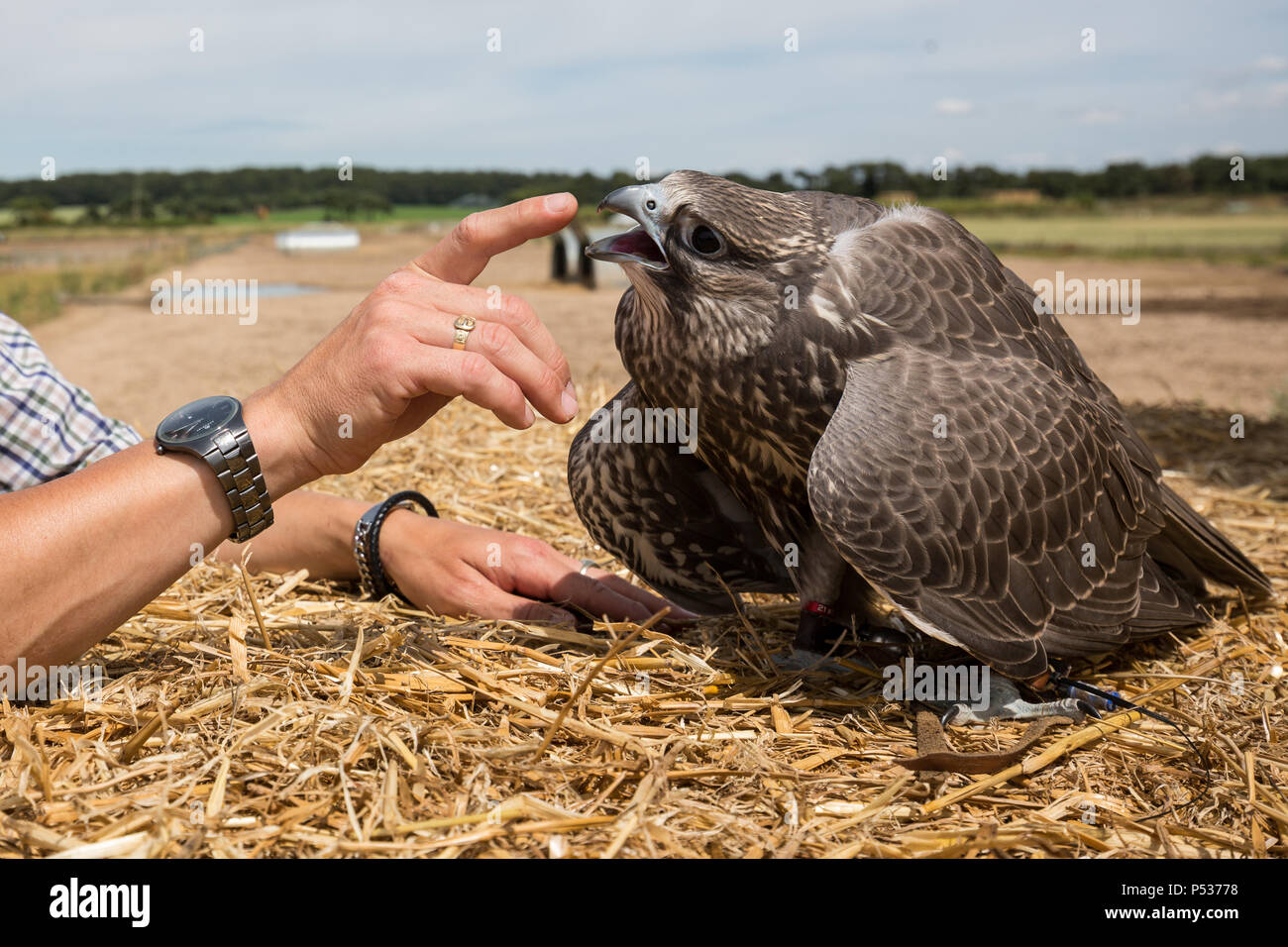 Falconer with his falcon Stock Photo - Alamy