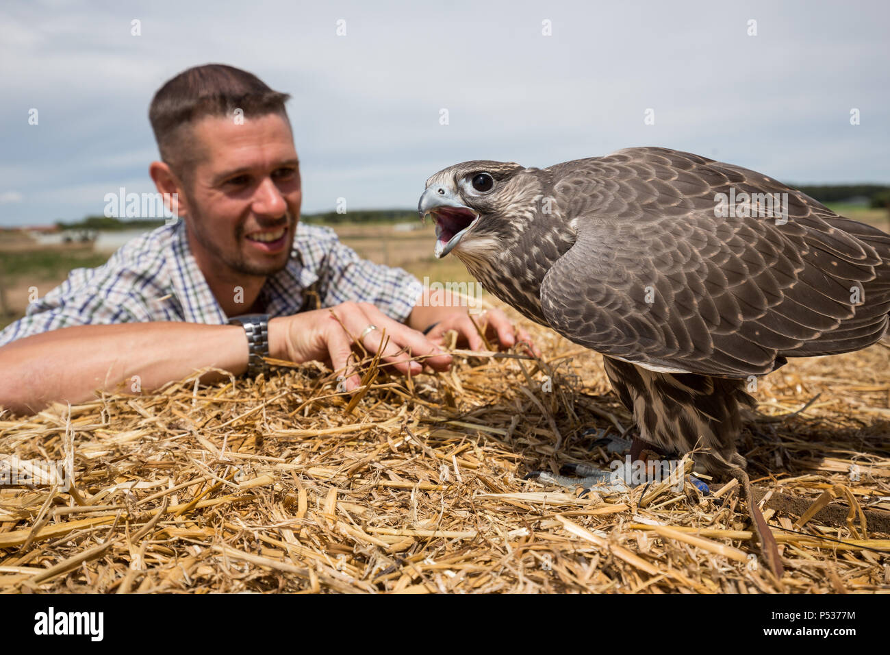 Falconer with his falcon Stock Photo - Alamy