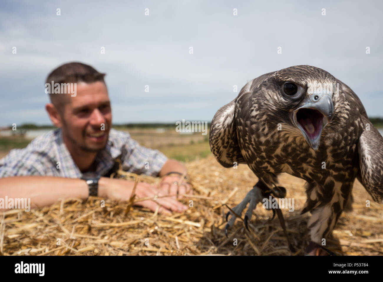 Falconer with his falcon Stock Photo - Alamy