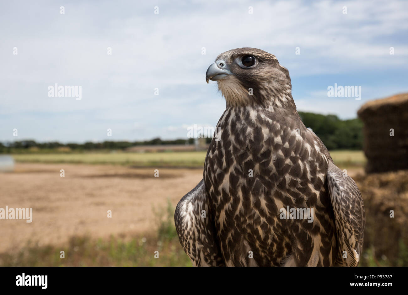 Gyr saker cross falcon hi-res stock photography and images - Alamy