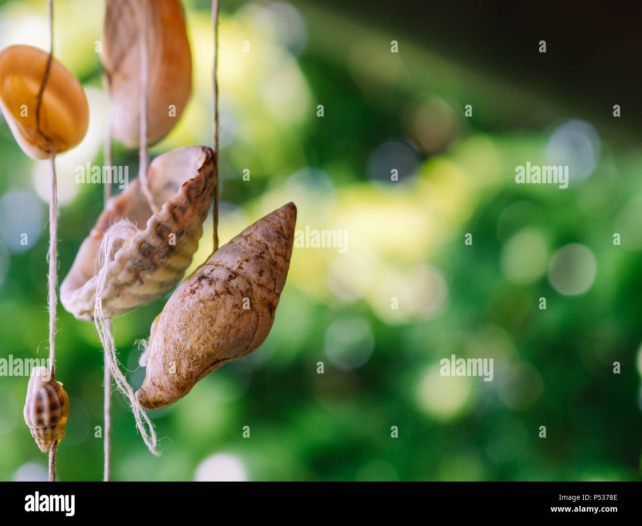 Back shells hi-res stock photography and images - Alamy