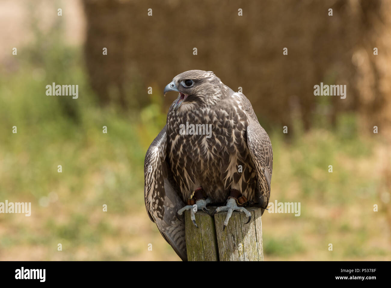 Hand reared birds hi-res stock photography and images - Alamy