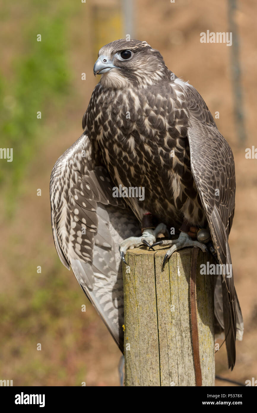 Hand reared animal hi-res stock photography and images - Alamy