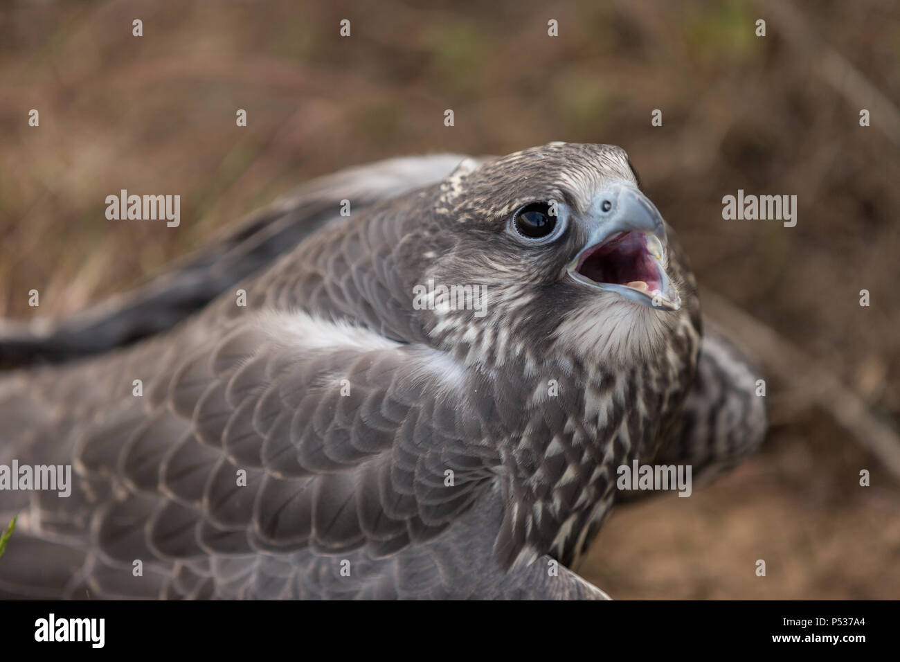Hand reared animal hi-res stock photography and images - Alamy