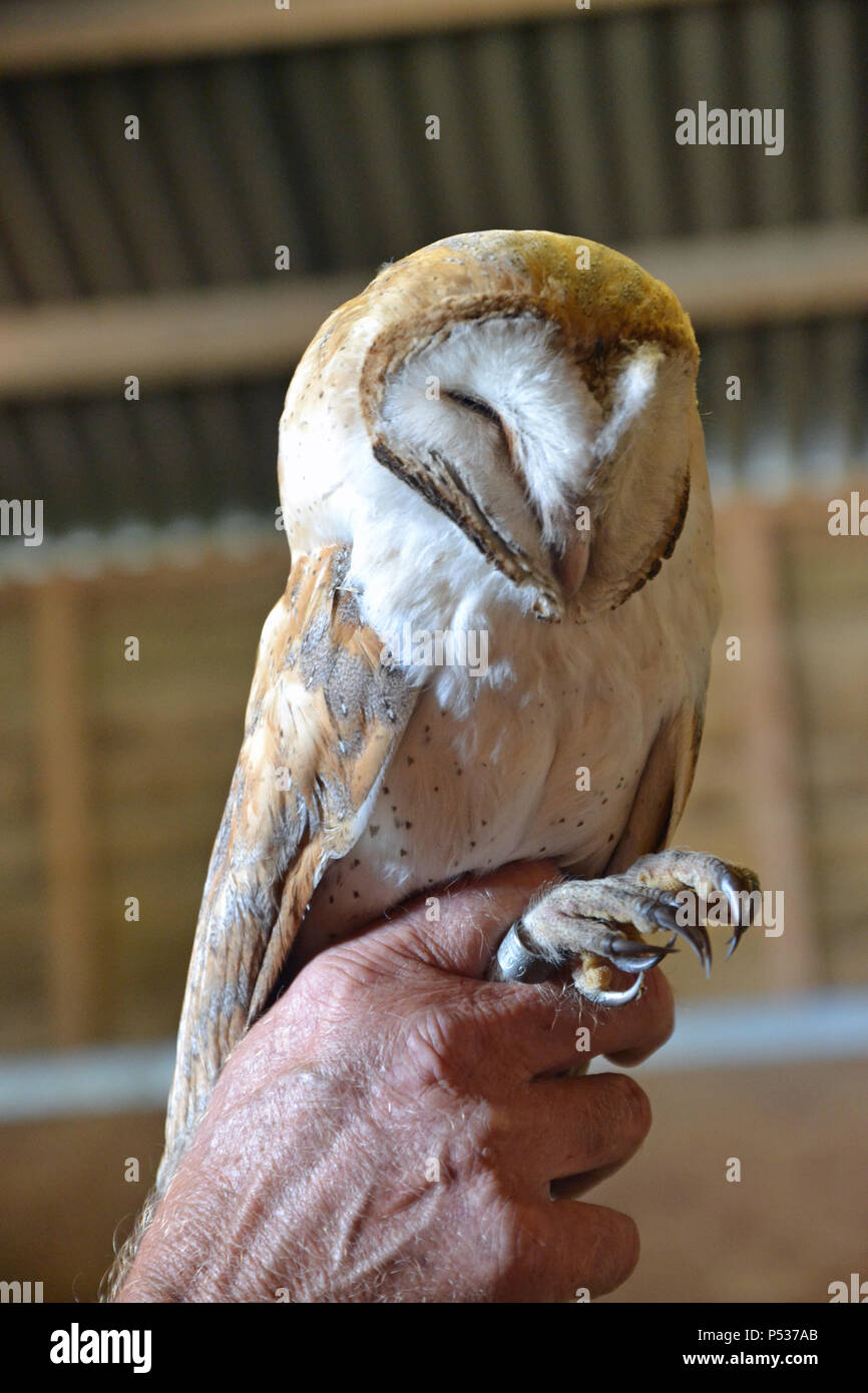 Barn owl rescue hi-res stock photography and images - Alamy
