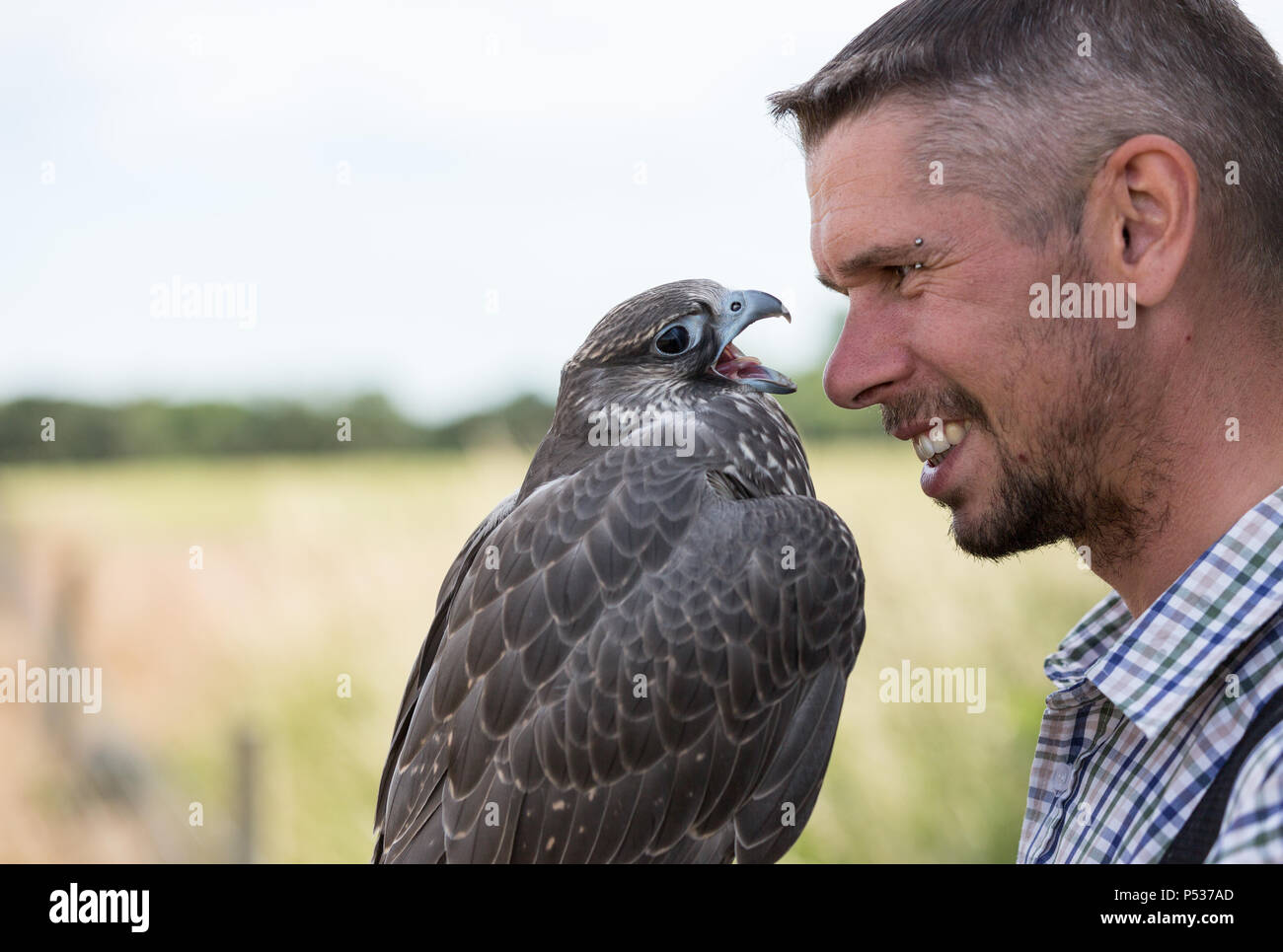 Falconer with his falcon Stock Photo - Alamy