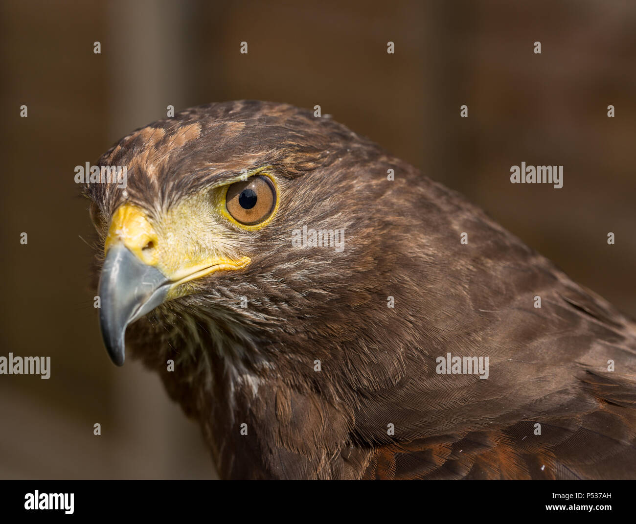 Harris hawk portrait Stock Photo - Alamy