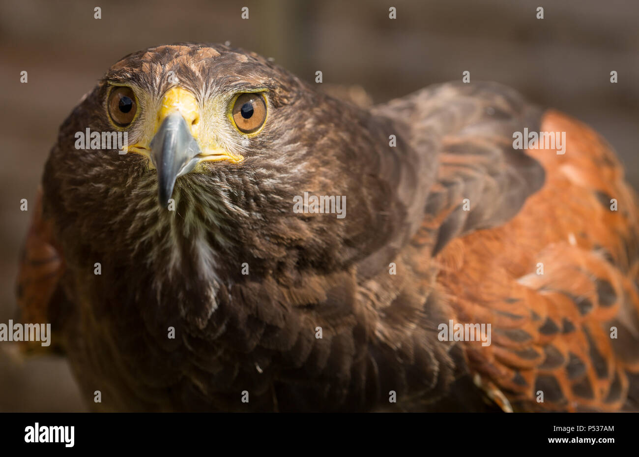 Harris hawk portrait Stock Photo - Alamy