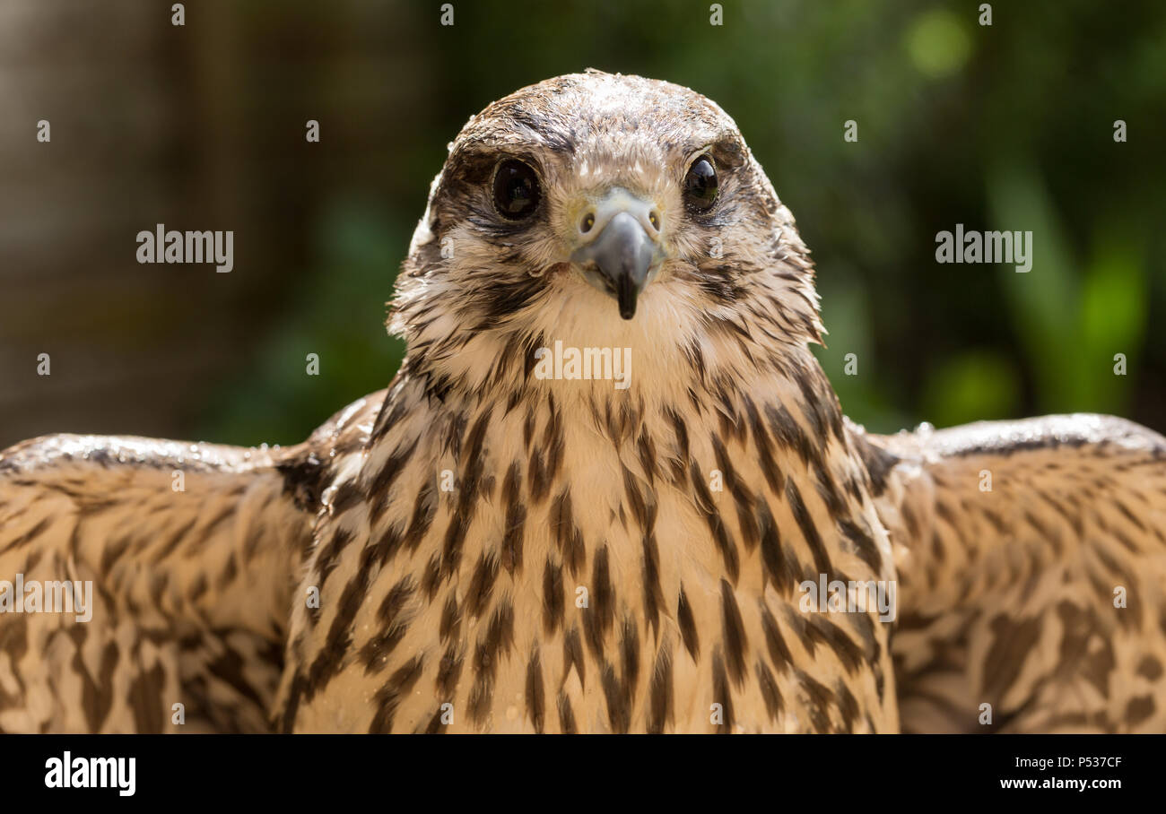 gyr x peregrine falcon fanning drying its wings Stock Photo - Alamy