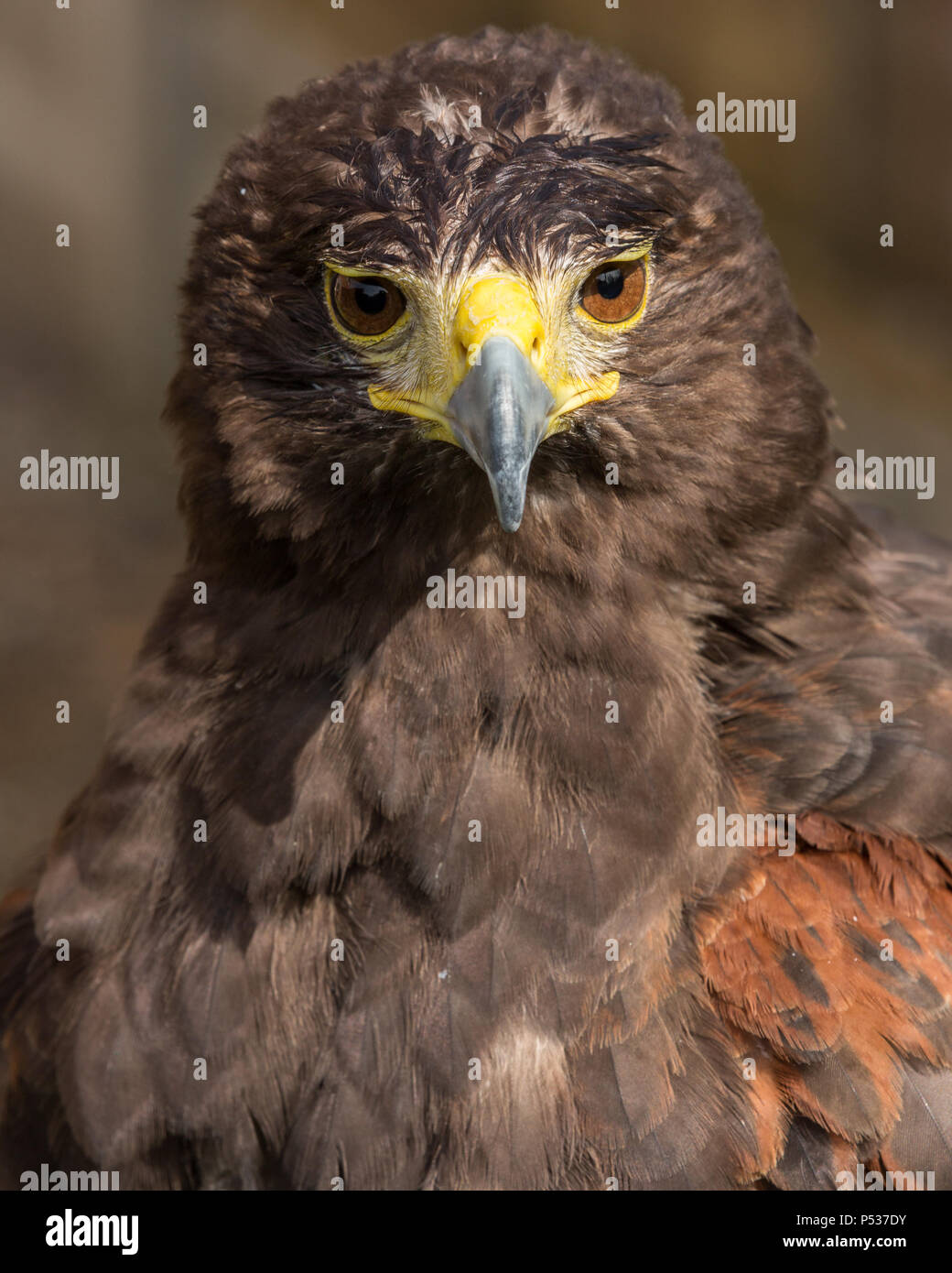 Harris hawk portrait Stock Photo - Alamy