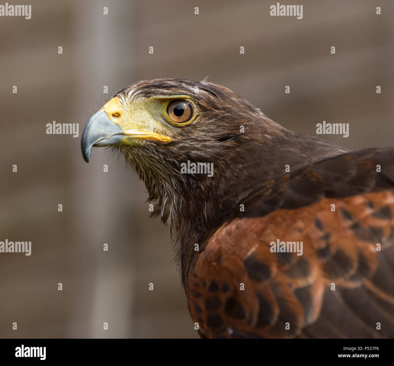 Harris hawk portrait Stock Photo - Alamy