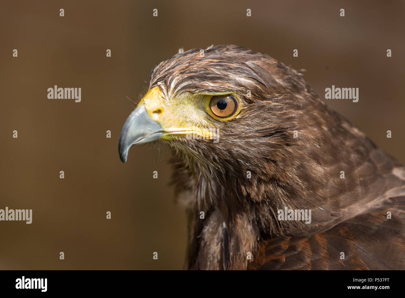 Harris hawk portrait Stock Photo - Alamy