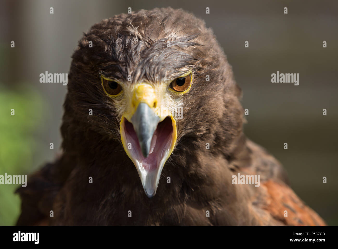 Harris hawk calling Stock Photo - Alamy