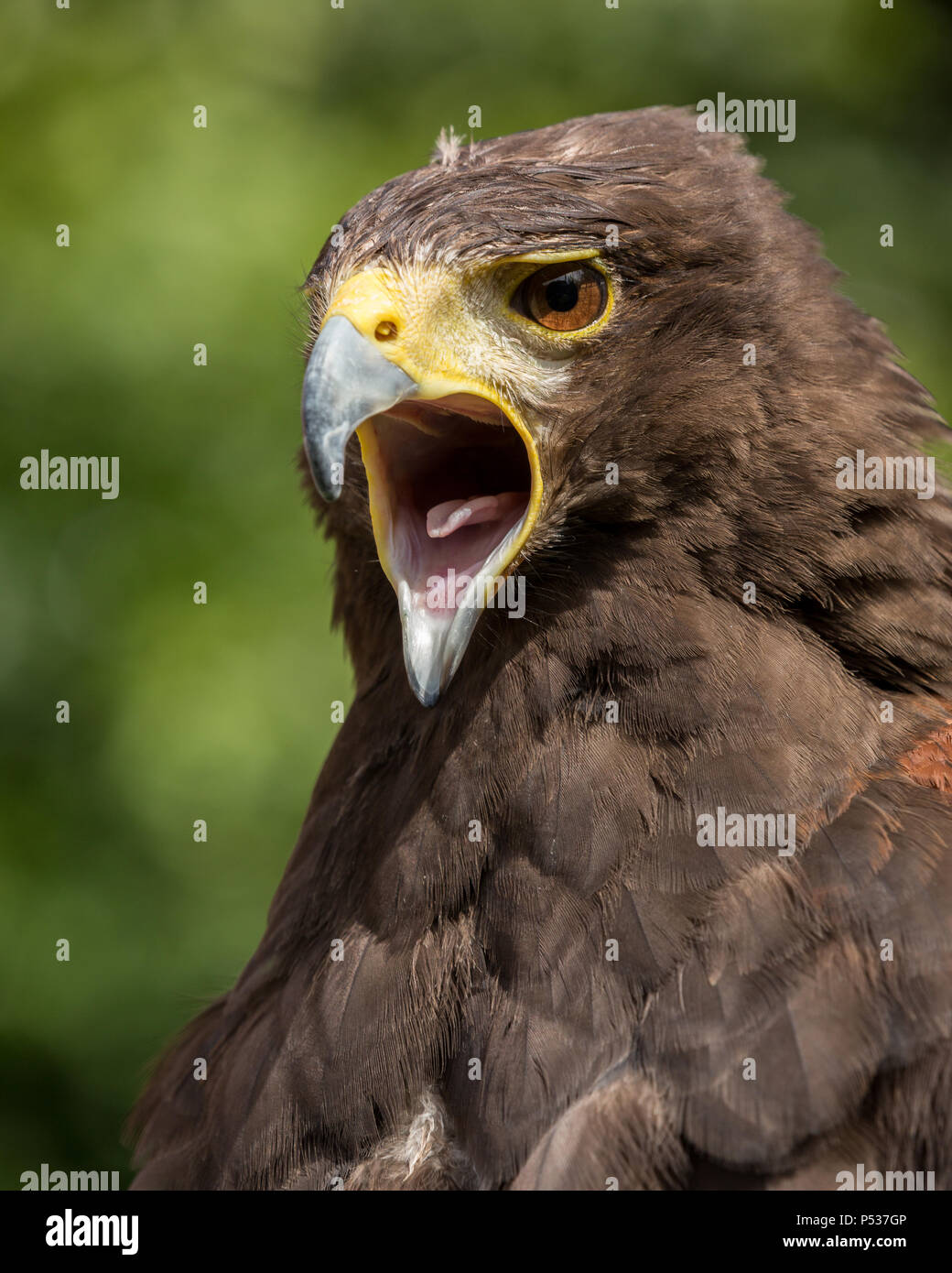 Harris hawk squawking hi-res stock photography and images - Alamy