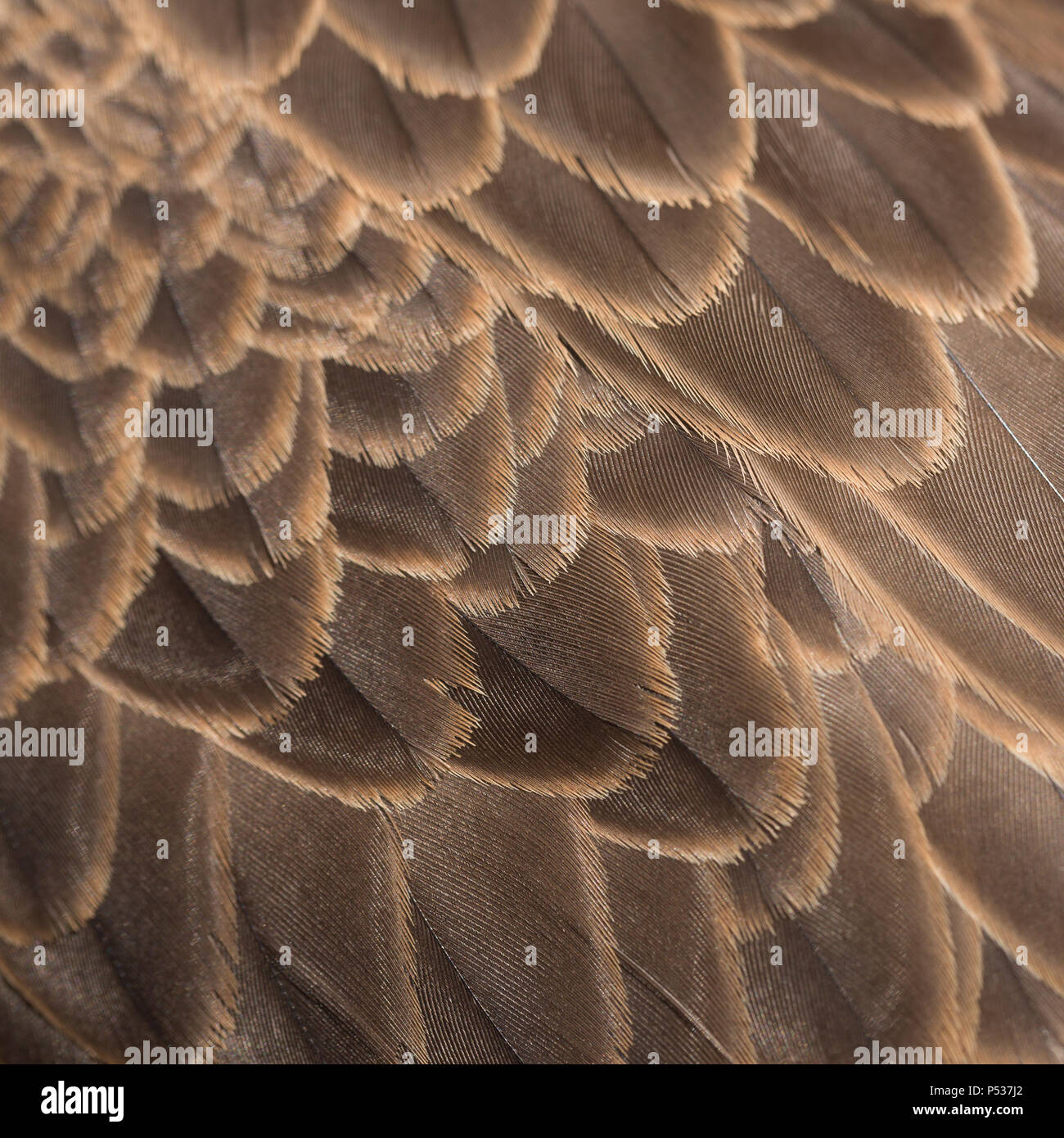 Hawk feather close up hi-res stock photography and images - Alamy