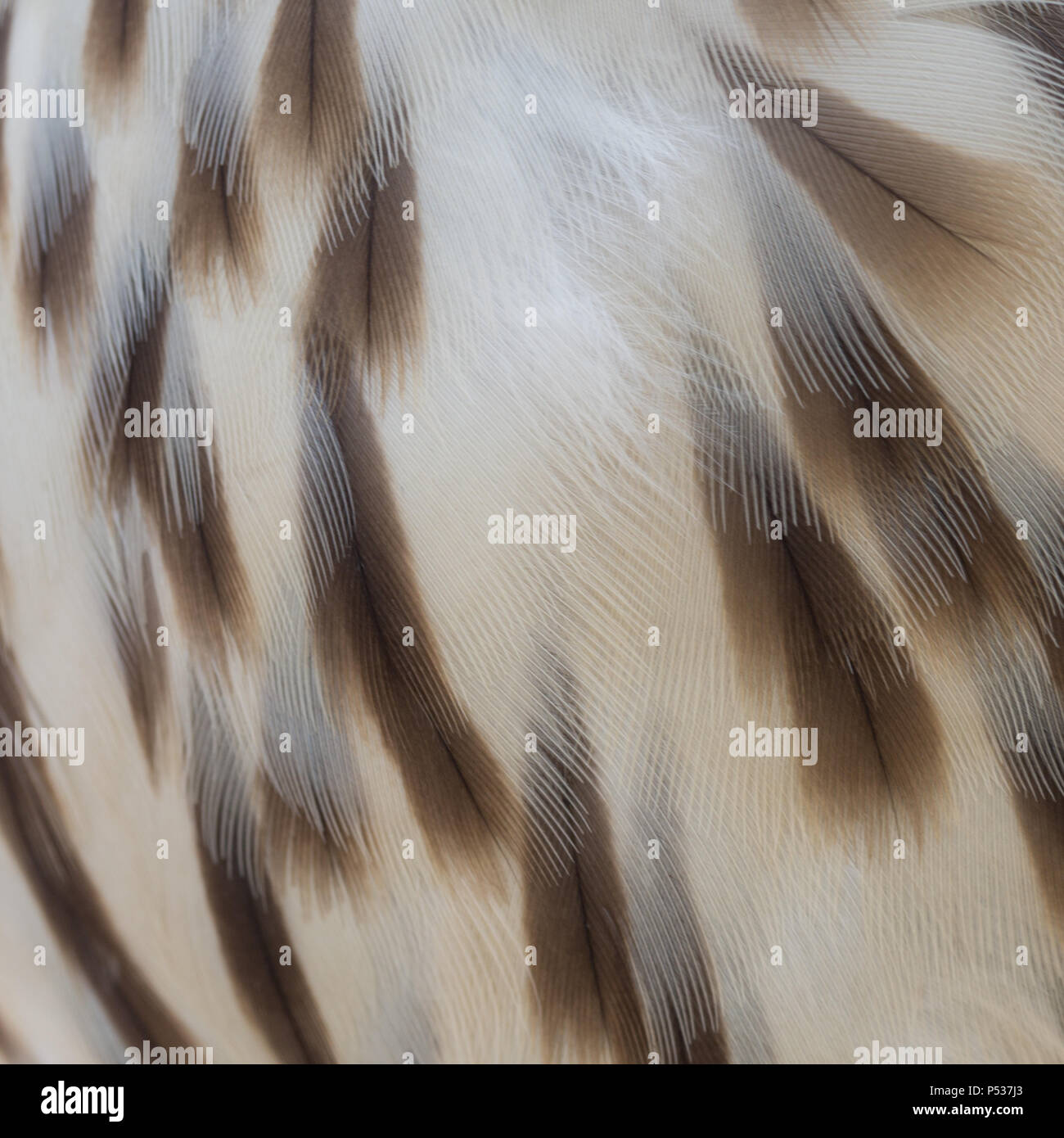 gyr x peregrine falcon feather detail Stock Photo - Alamy