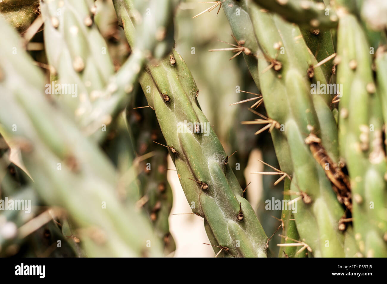 Pokey cactus hi-res stock photography and images - Alamy